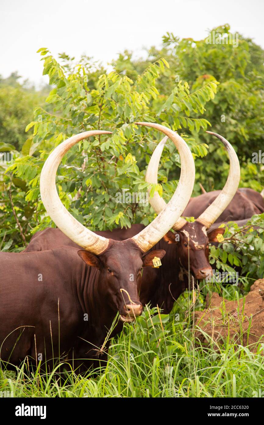 Cattle with big horns hi-res stock photography and images - Alamy