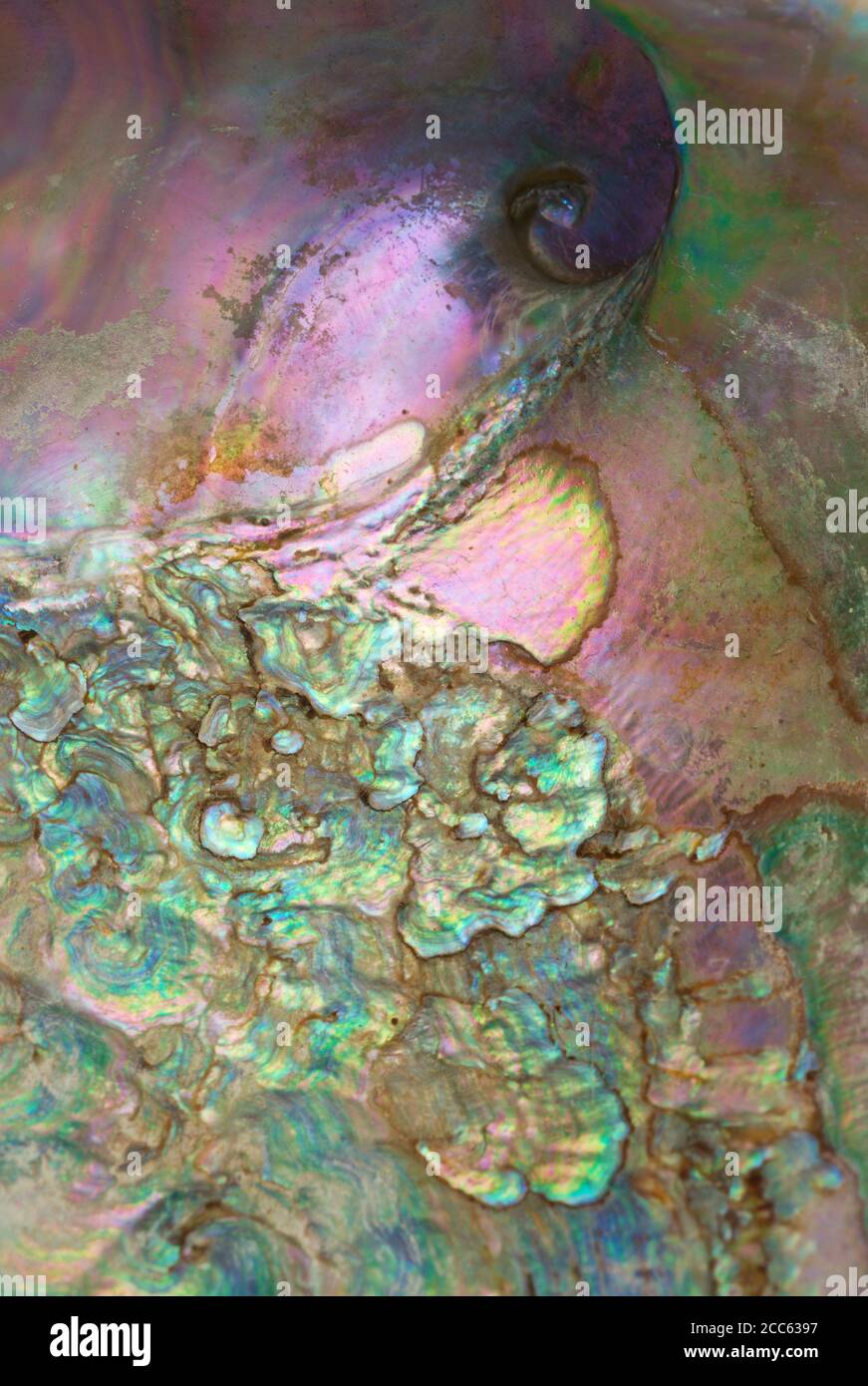 Abalone shell hi-res stock photography and images - Alamy