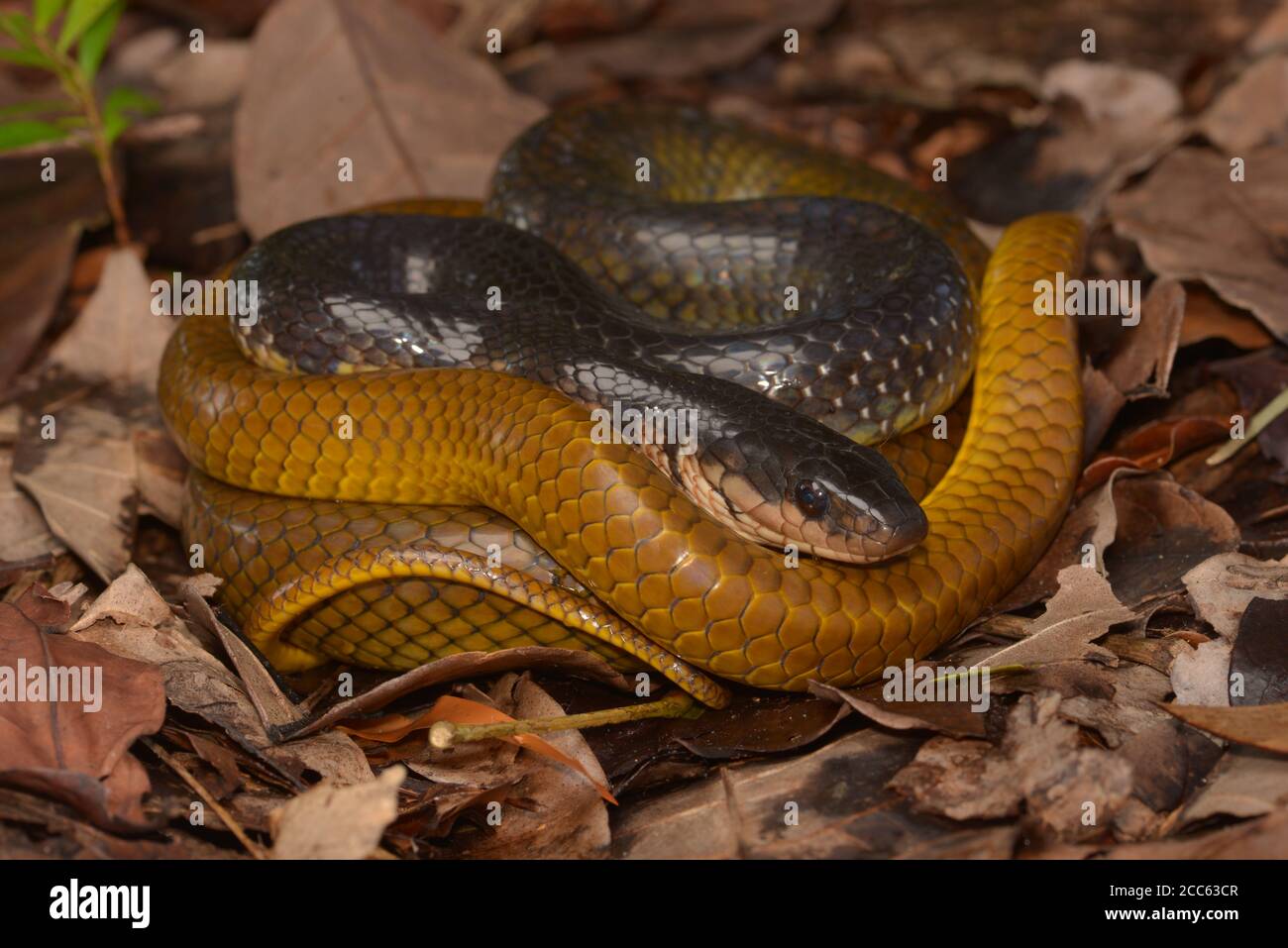 Malaysian Stream Snake Stock Photo - Alamy