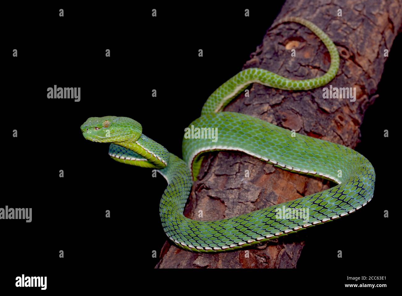 Vogels Pit Viper High Resolution Stock Photography and Images - Alamy