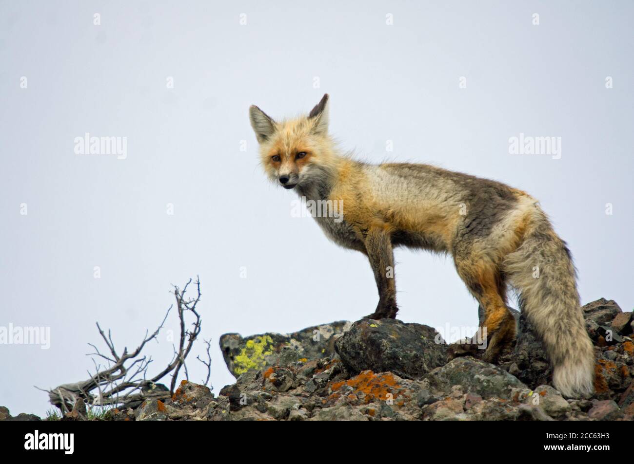 Red Fox on rocks Stock Photo - Alamy