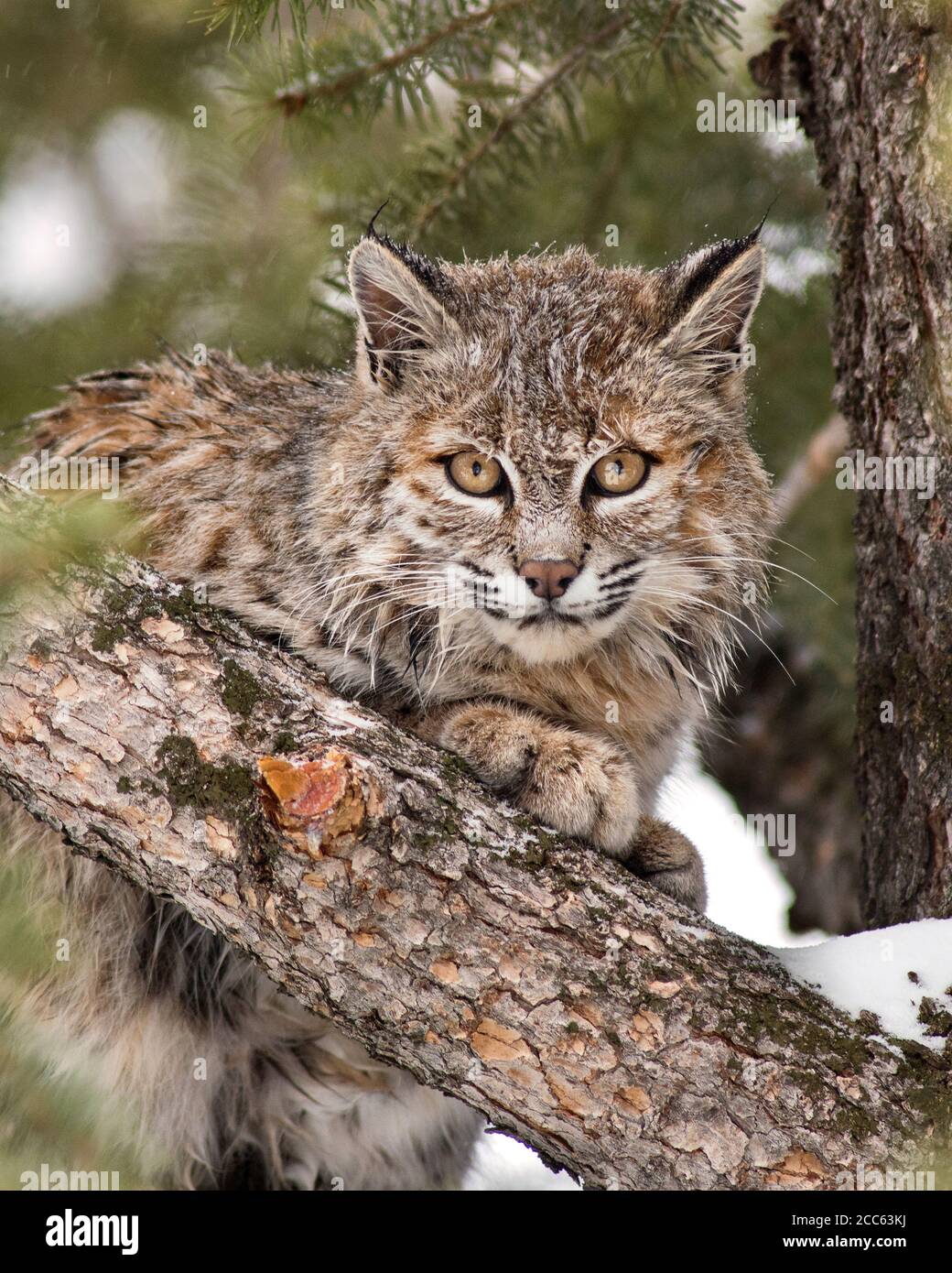 Bobcat in tree portrait Stock Photo - Alamy