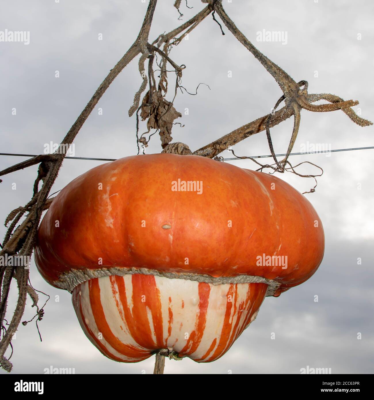 Solitary toadstool hi-res stock photography and images - Alamy