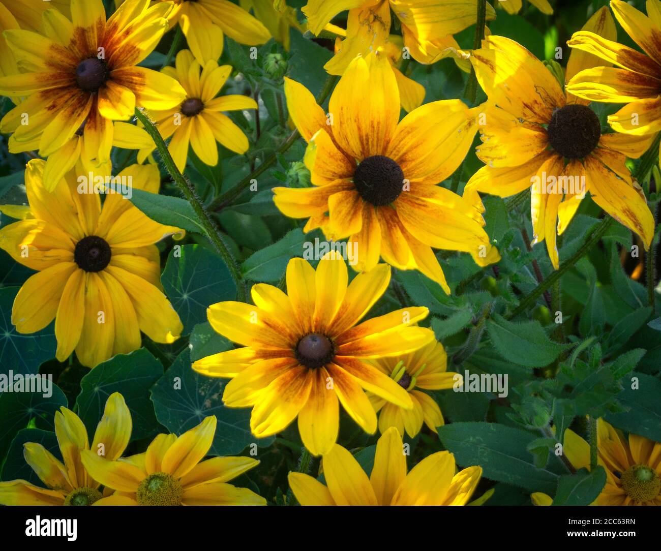 Daylight and summer rock hi-res stock photography and images - Alamy