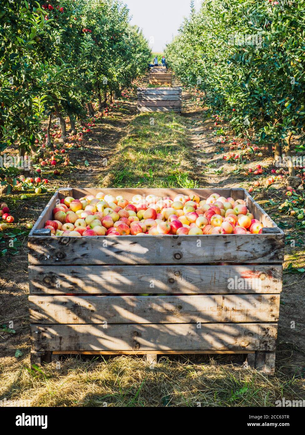 Wooden trek cart hi-res stock photography and images - Alamy