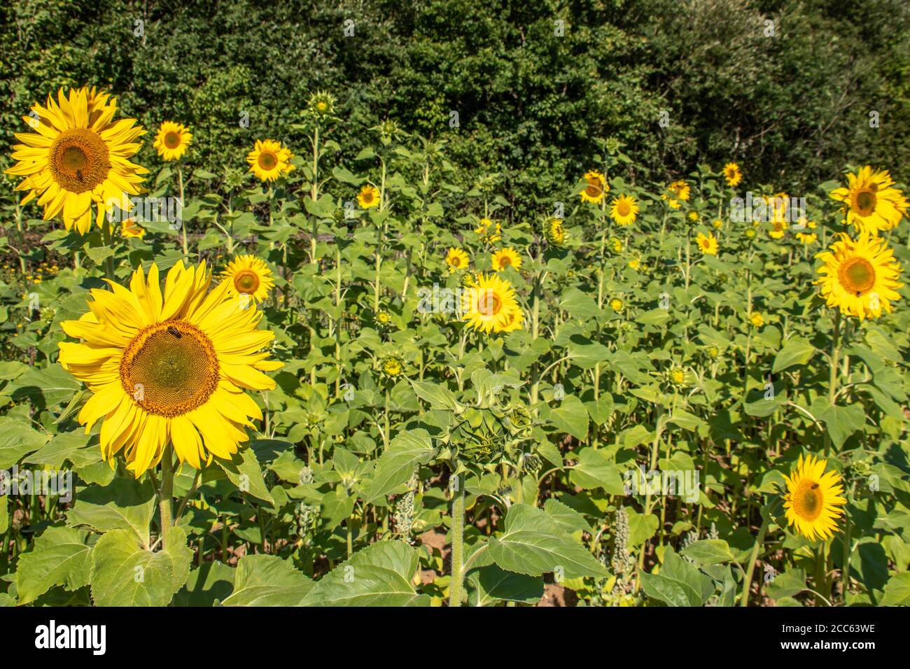 beautiful exotic sunflowers on a summers day Stock Photo - Alamy