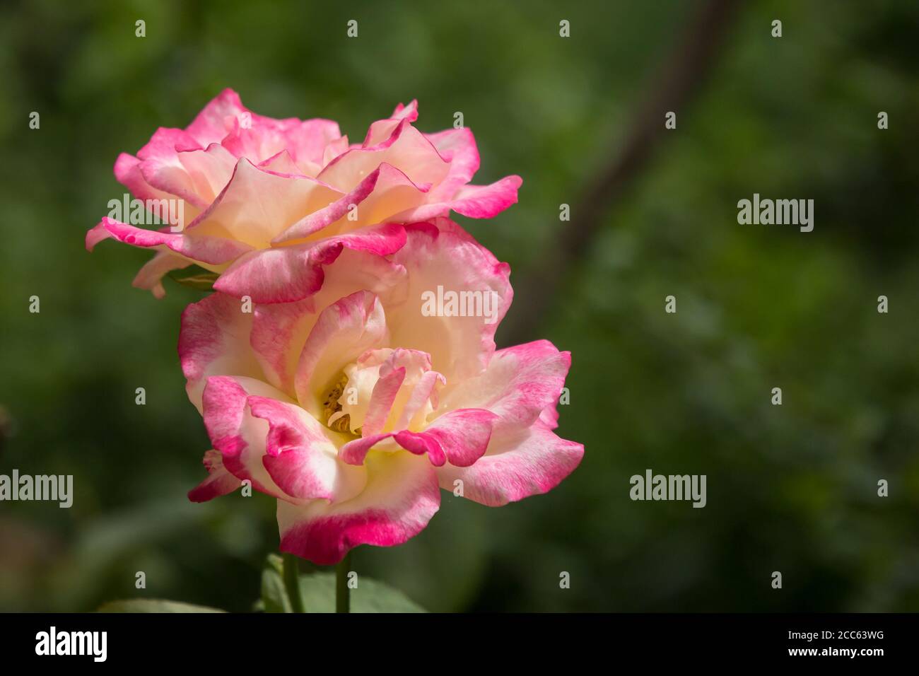 Close up of Pink mix white rose flower Stock Photo - Alamy