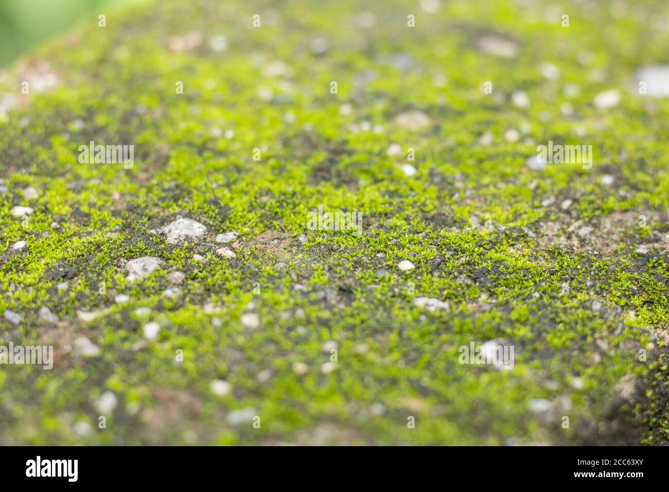 Mos textures background. Green dark mos on Stone background Stock Photo ...