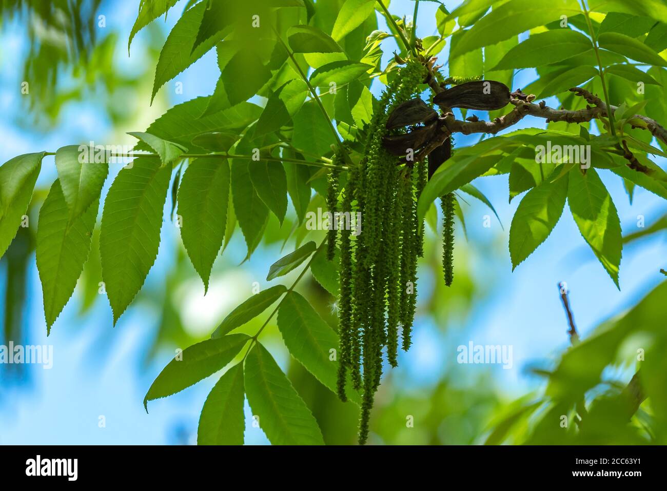 Lush green vegetation tree hi-res stock photography and images - Alamy