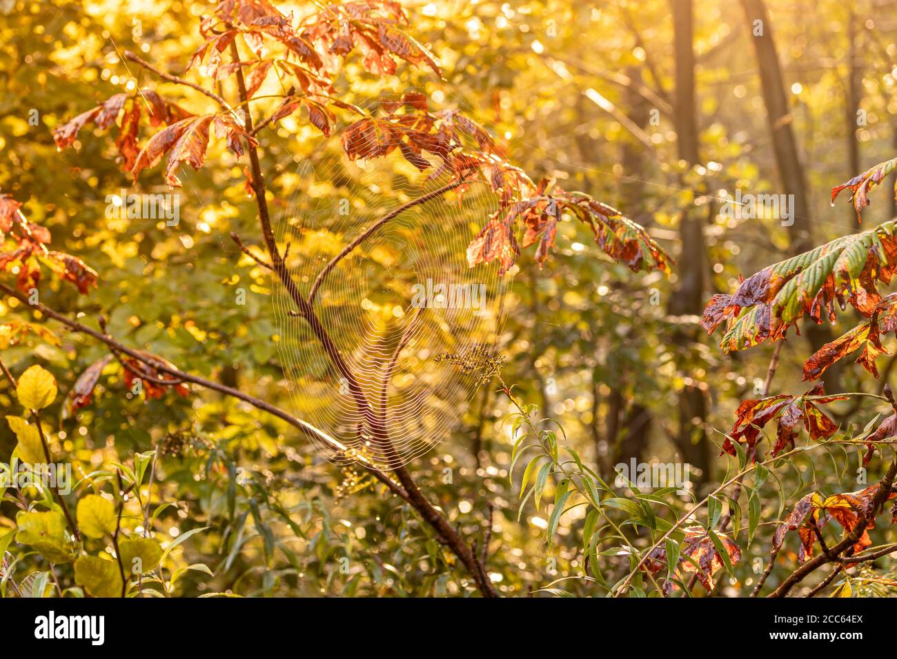 Natural architecture trap hi-res stock photography and images - Alamy