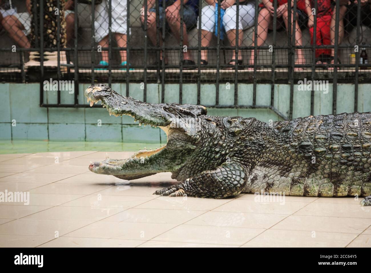 PHUKET, THAILAND - DECEMBER 11, 2010: Crocodile show in Phuket island ...