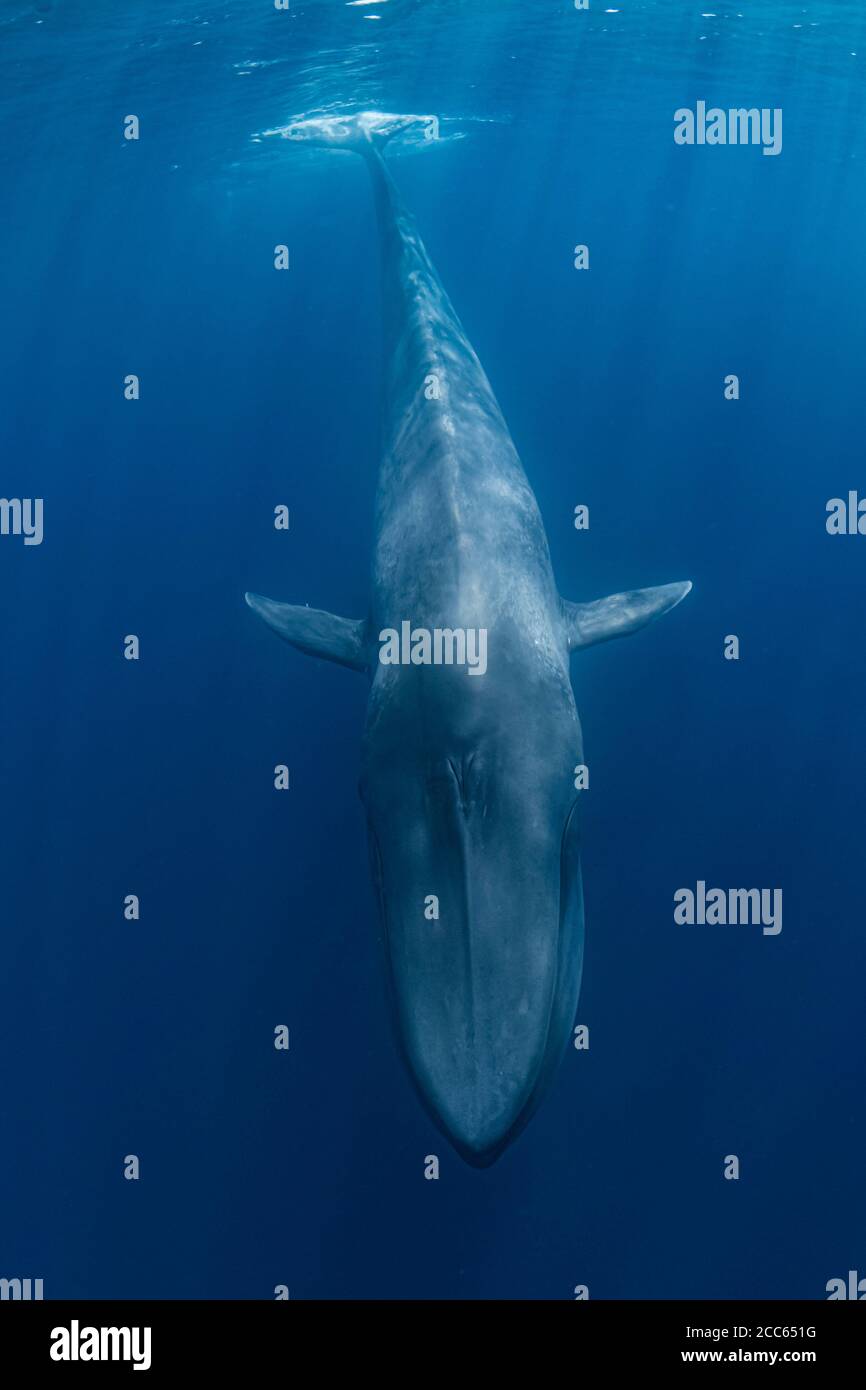 Blue Whales Underwater