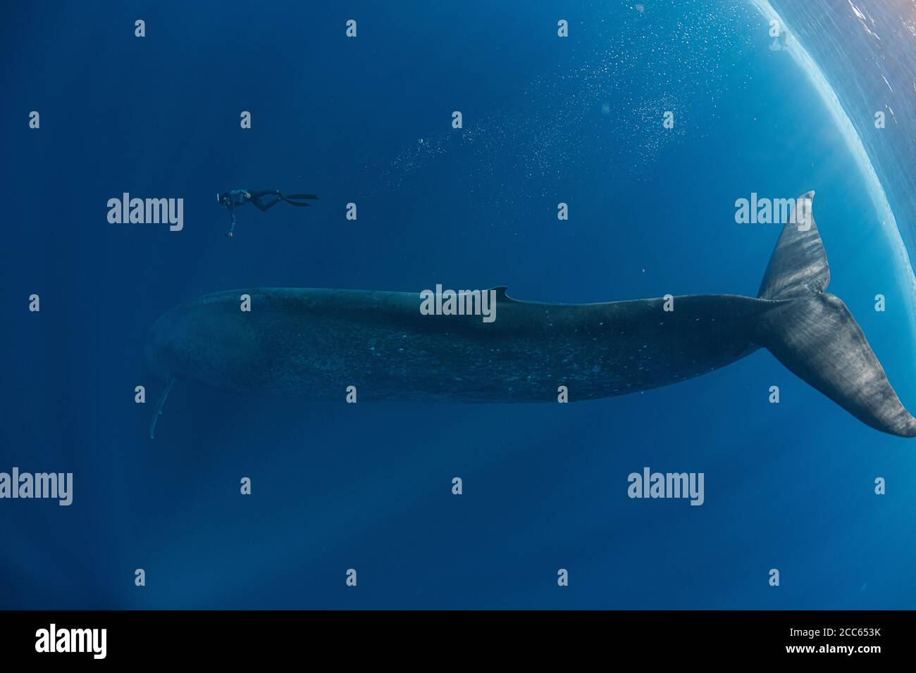 A blue whale tail is about 25 feet long. SRI LANKA: THIS UNDERWATER ...