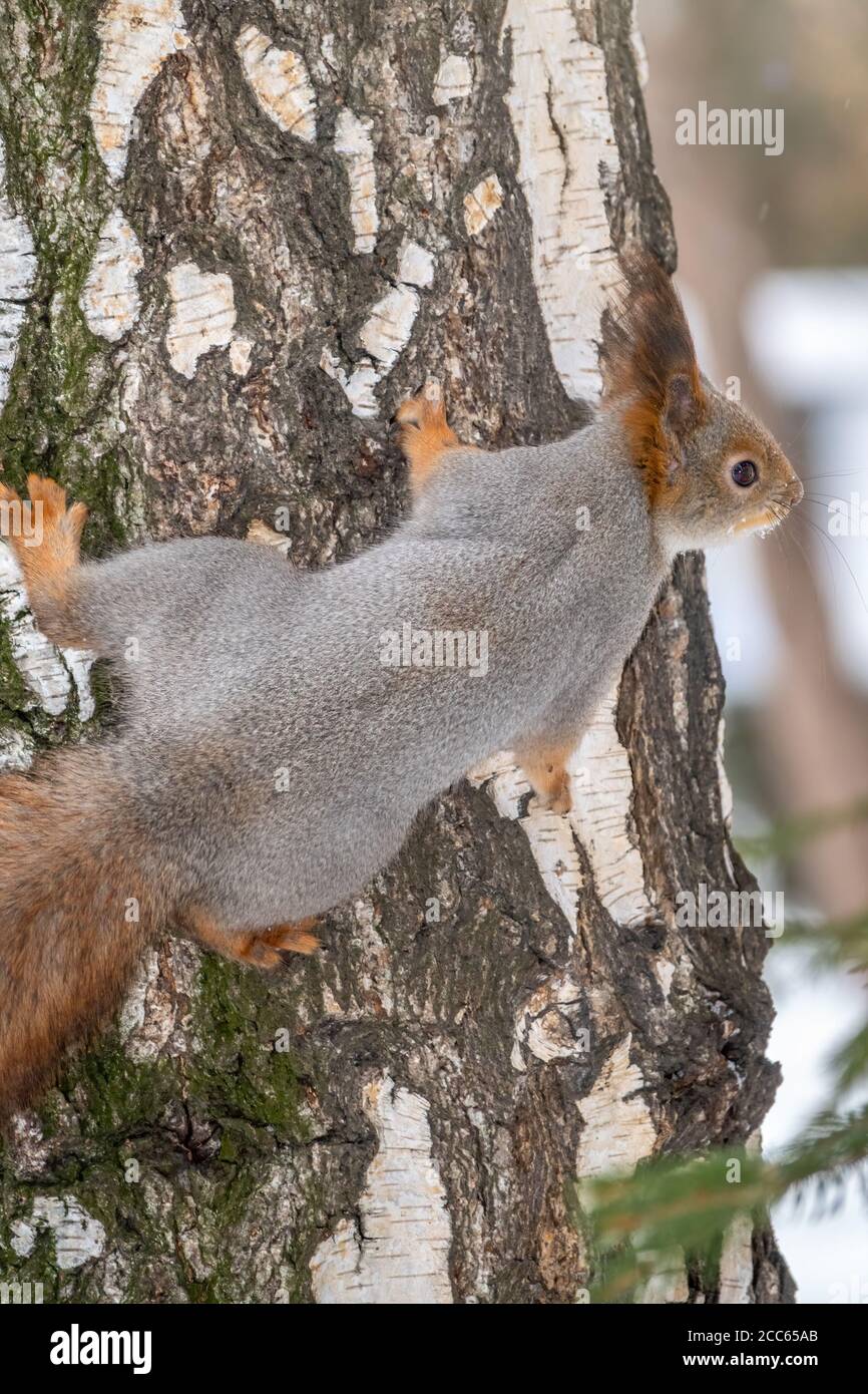Portrait of a squirrel on a tree trunk. Squirrel creeps on a birch in ...