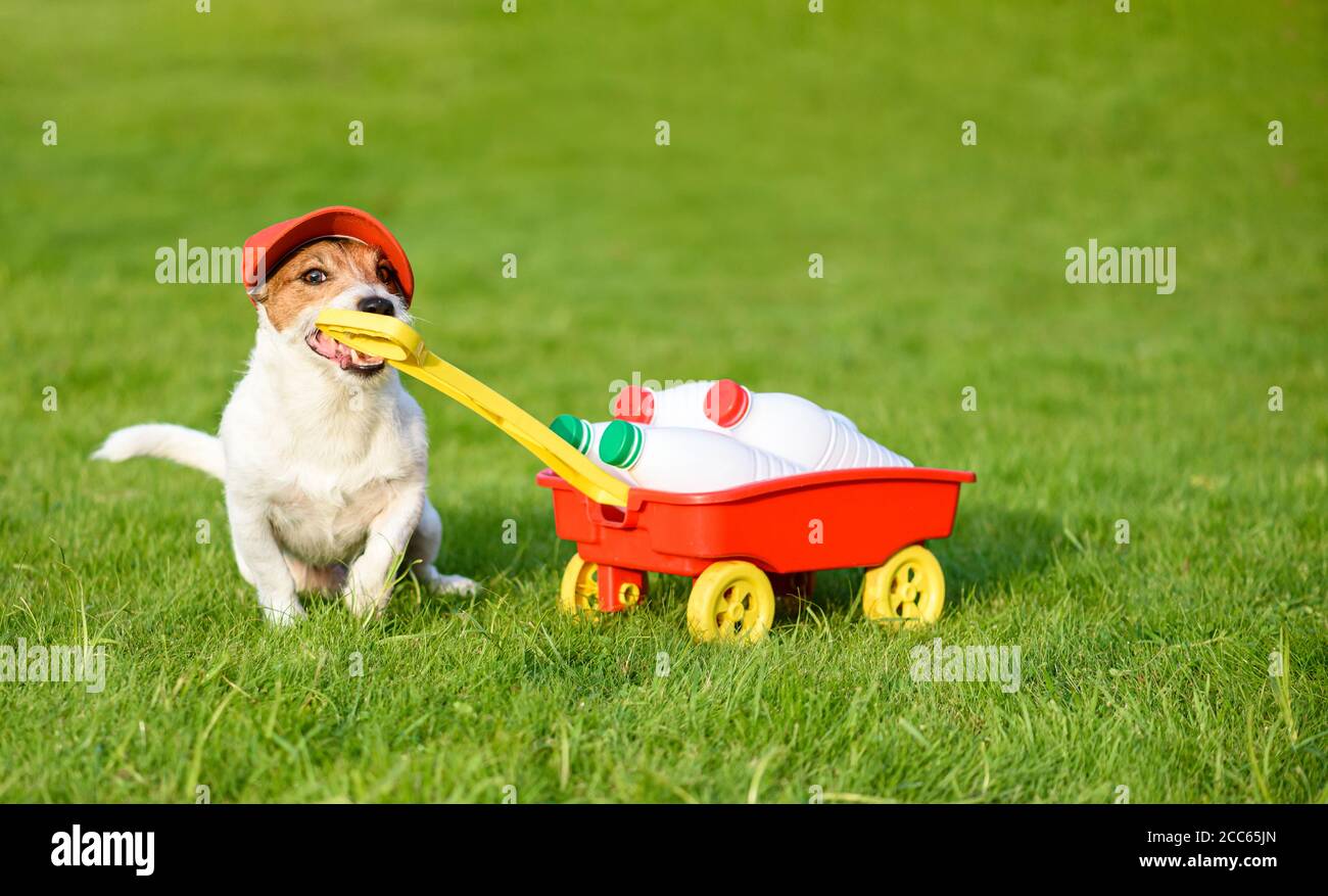 Shopping with delivery humorous concept. Funny dog as courier carries ...