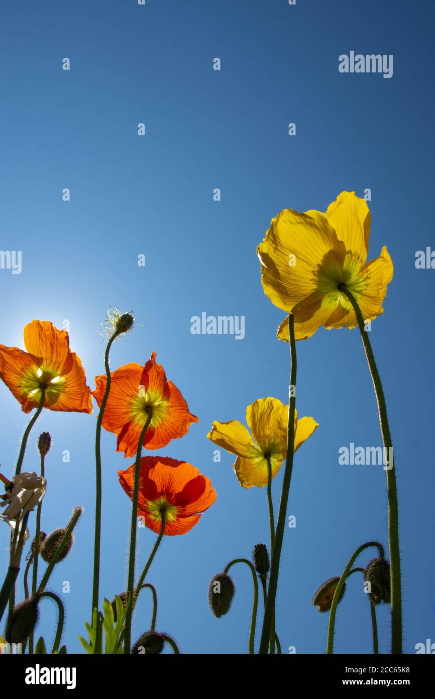 Orange and yellow flowers of Iceland Poppies (Papaver nudicaule), in ...