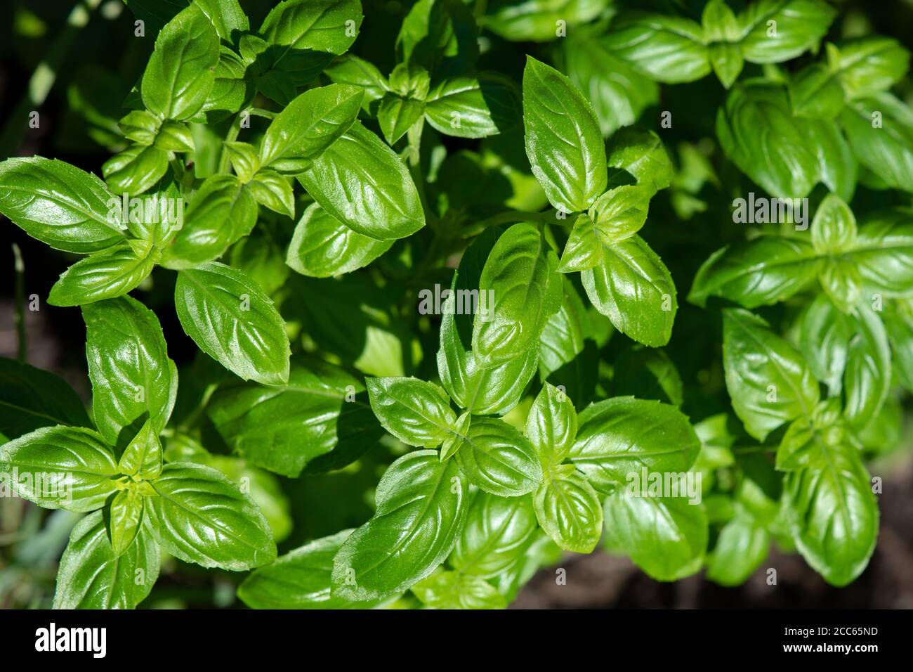 Fresh organic basil (Ocimum basilicum) in the garden Stock Photo - Alamy