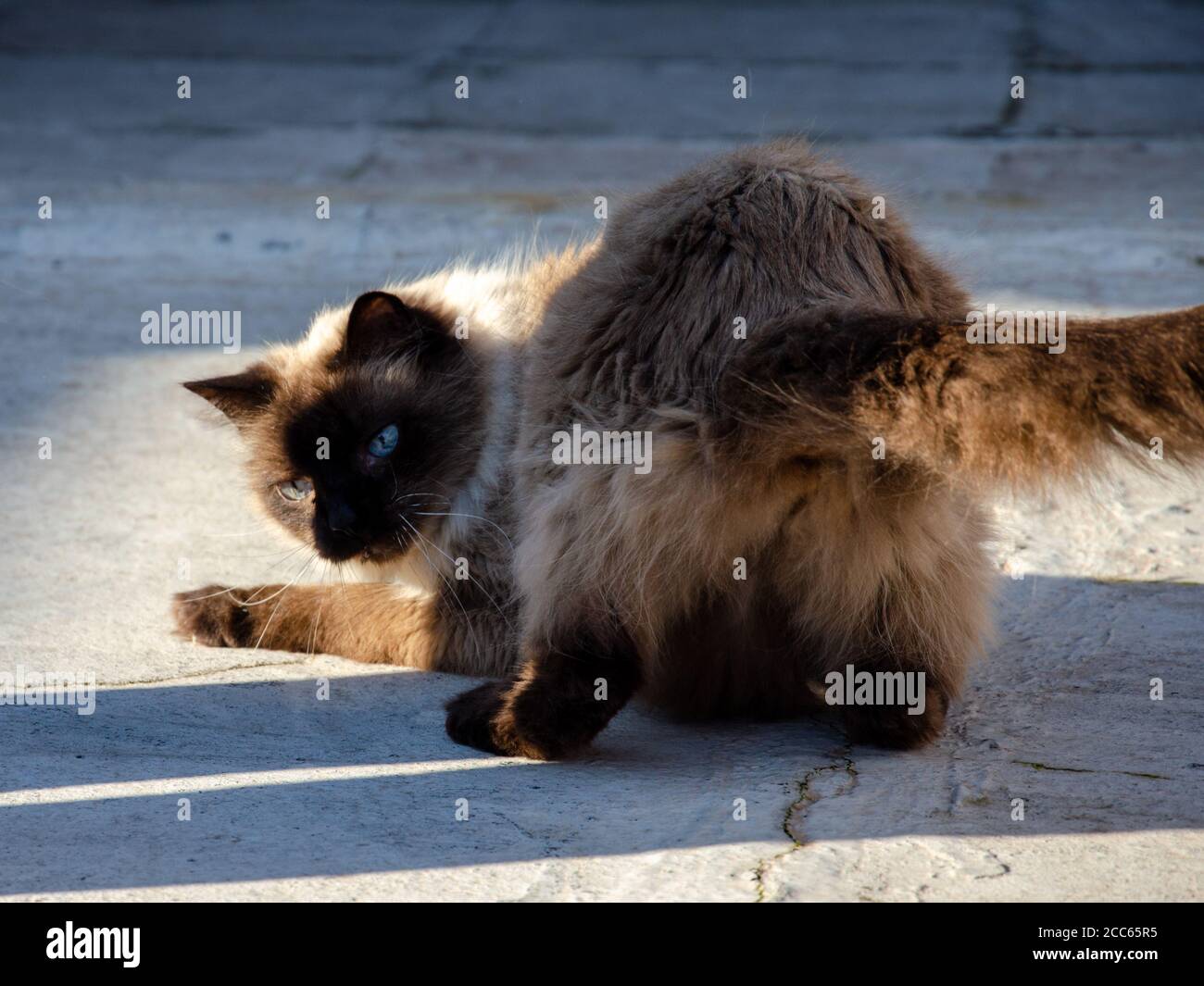 Gato ragdoll hi-res stock photography and images - Alamy