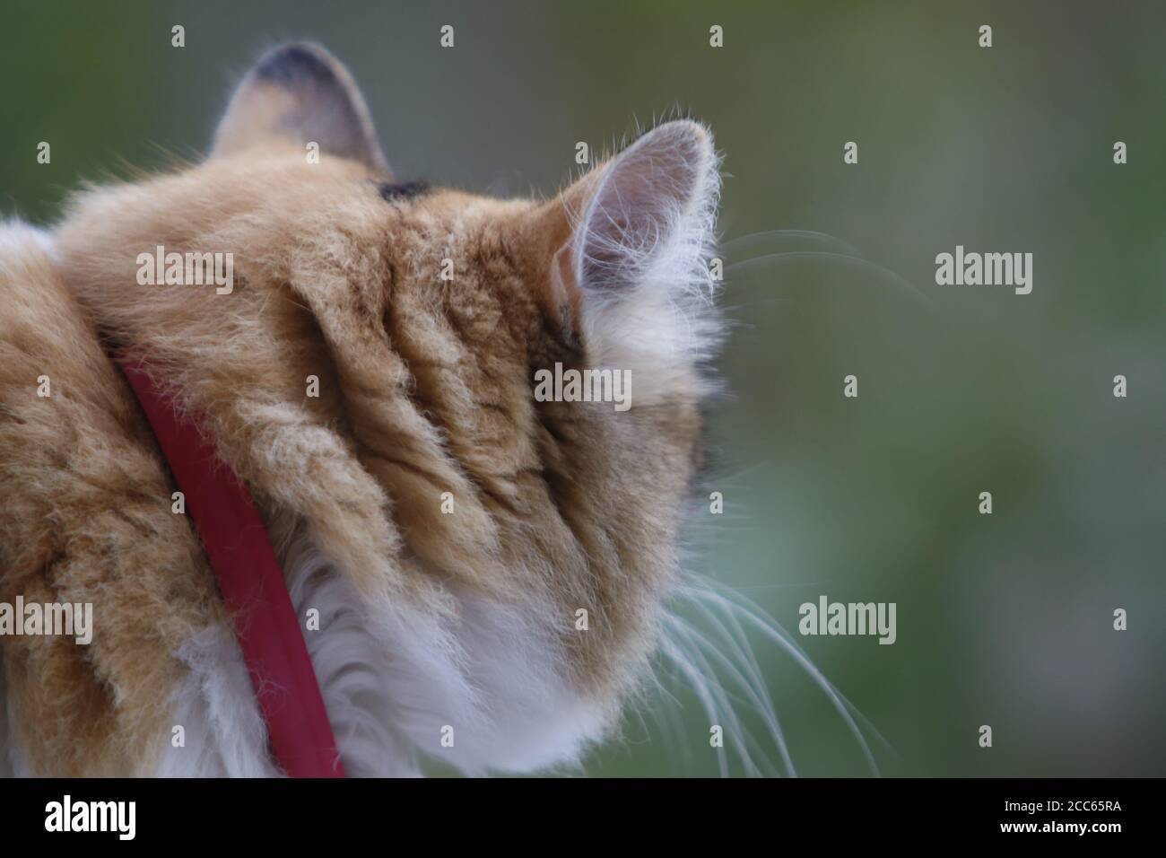 Large fluffy furry calico hi-res stock photography and images - Alamy