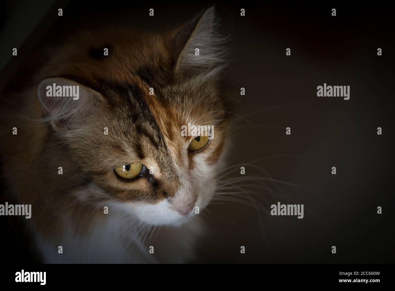 Calico cats hi-res stock photography and images - Alamy