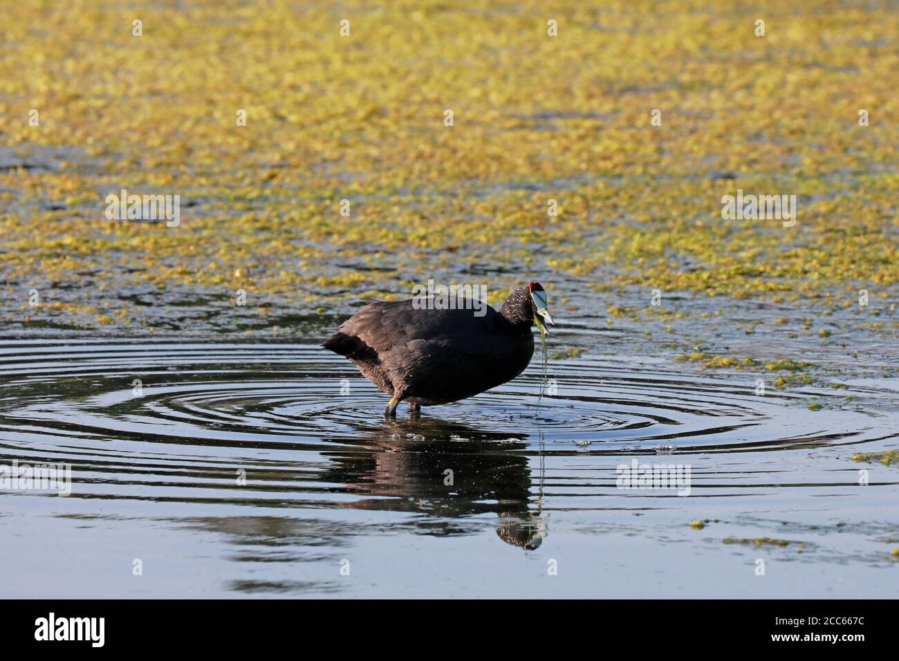 A red-knobbed coot or crested coot, (Fulica cristata) at Intaka Bird ...