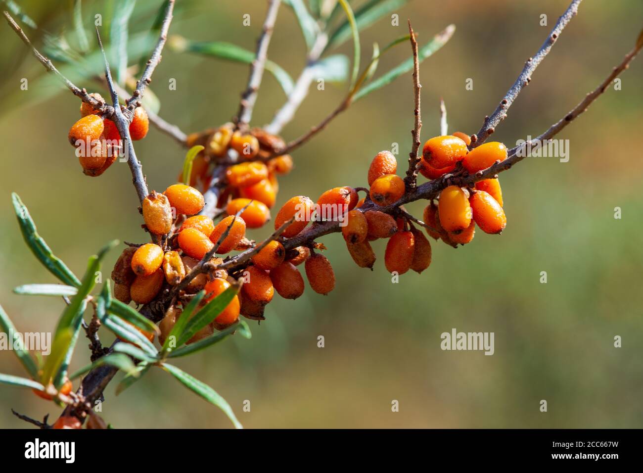 Sea buckthorn berries on the tree (Hippophae rhamnoides), rich in ...