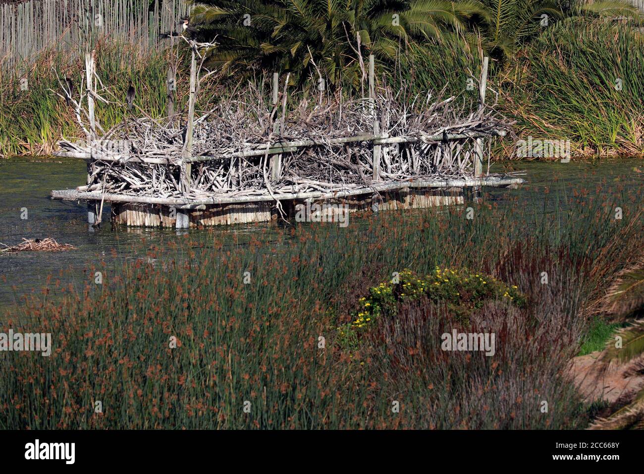 Heronry at Intaka Island bird sanctuary, Century City, Cape Town, South ...