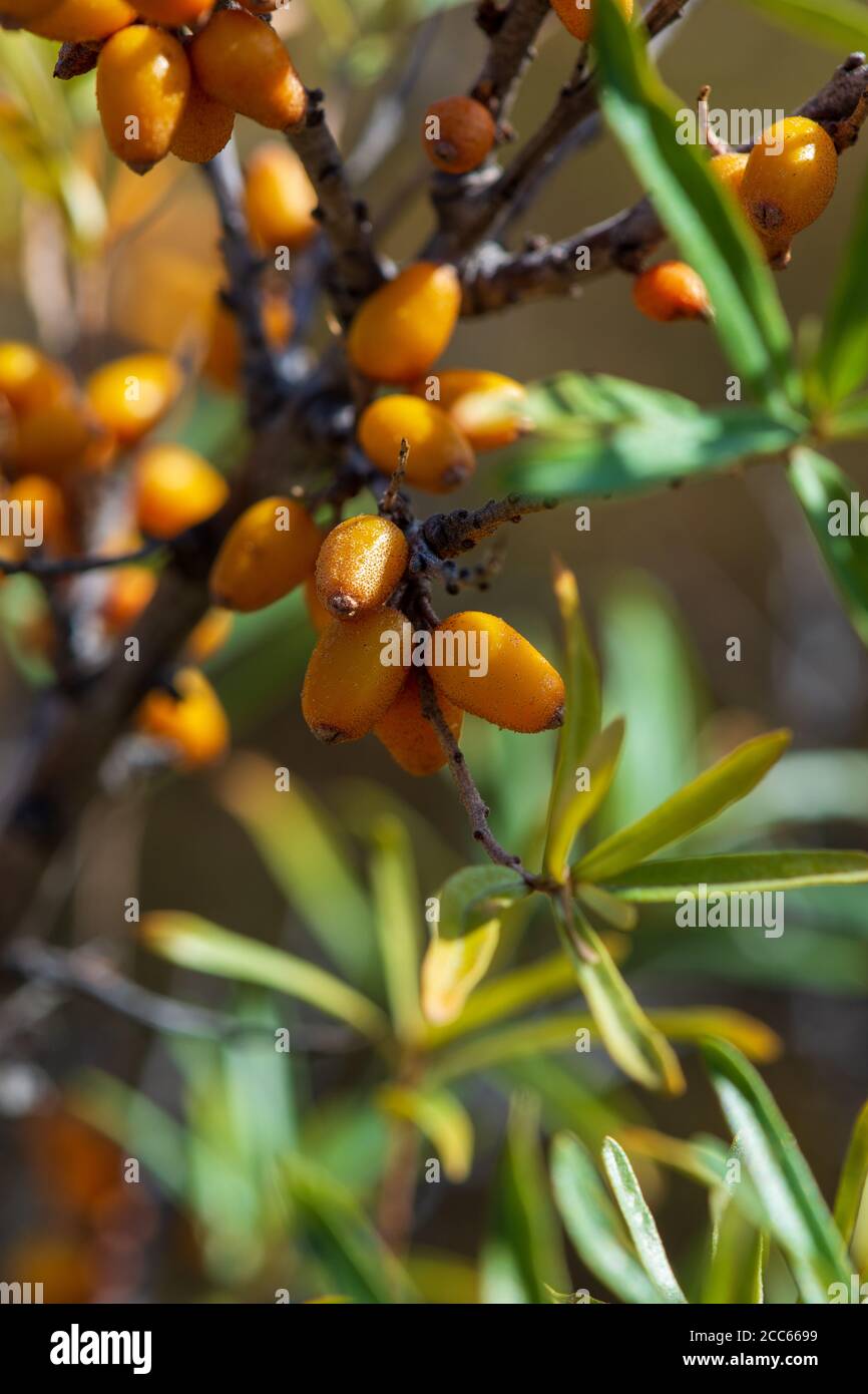 Sea buckthorn berries on the tree (Hippophae rhamnoides), rich in ...
