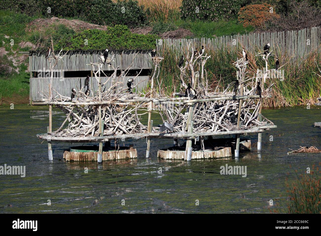 Intaka island bird sanctuary hi-res stock photography and images - Alamy