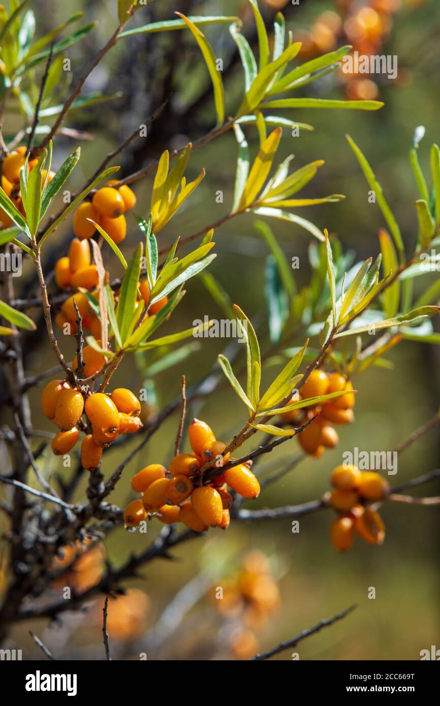 Sea buckthorn berries on the tree (Hippophae rhamnoides), rich in ...