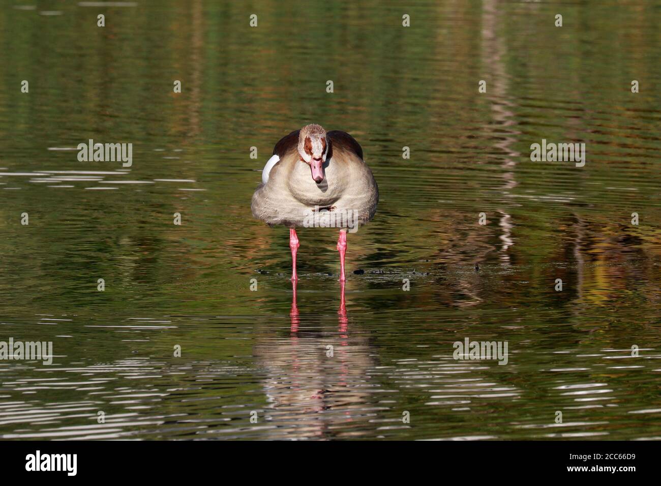 Egyptian goose (Alopochen aegyptiaca) standing in water at Intaka ...