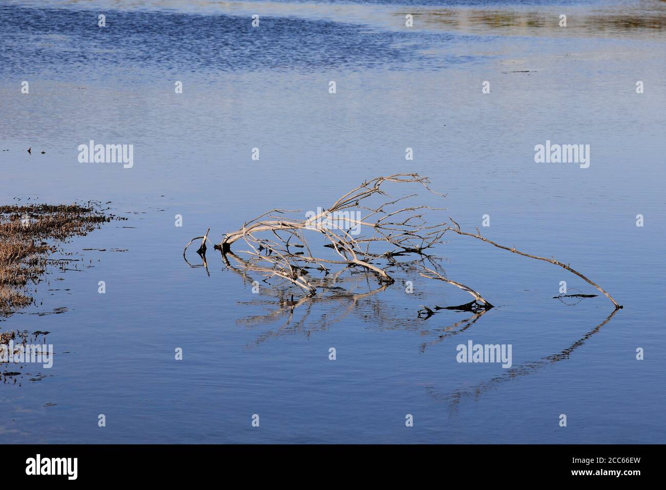 Dead tree branch hi-res stock photography and images - Alamy