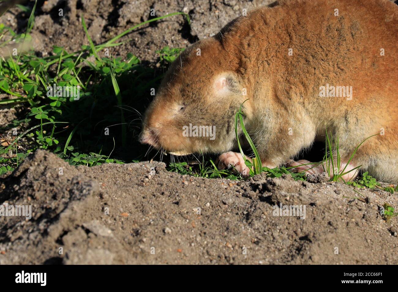 A Cape dune mole rat (Bathyergus suillus) at Intaka Island, Cape Town ...