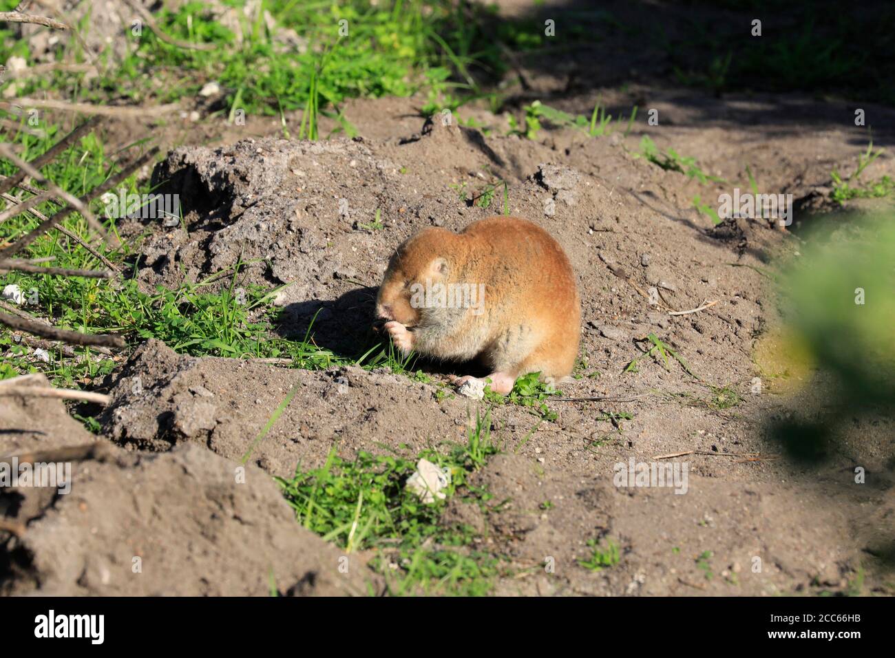 A Cape dune mole rat (Bathyergus suillus) at Intaka Island, Cape Town ...