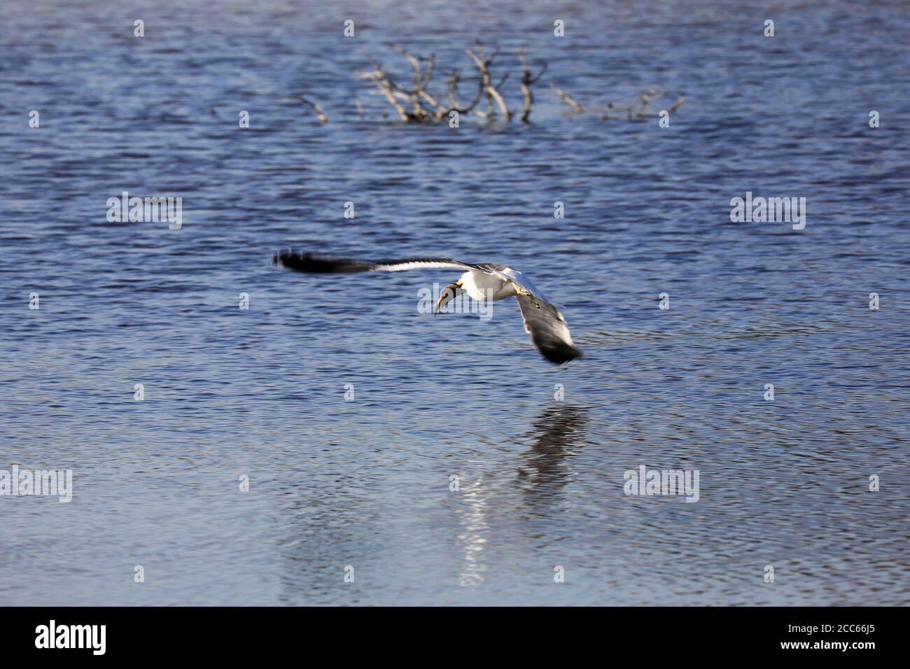 Intaka island bird sanctuary hi-res stock photography and images - Alamy