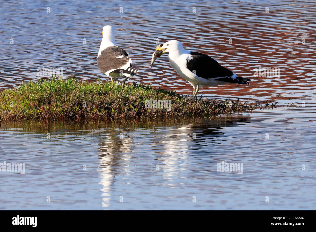 Intaka island bird sanctuary hi-res stock photography and images - Alamy