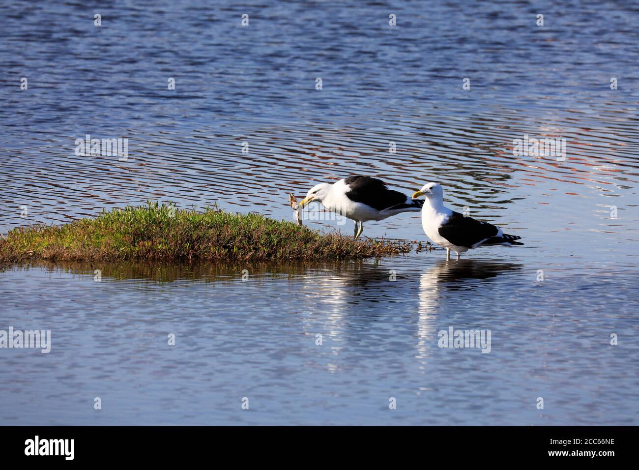 Intaka island bird sanctuary hi-res stock photography and images - Alamy