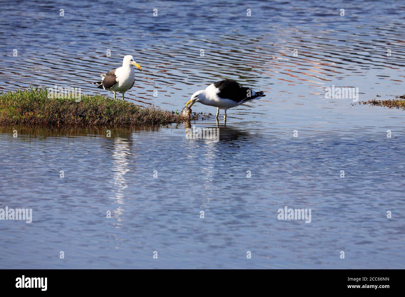 Kelp gull (Larus dominicanus) with fish it had caught at Intaka Island ...