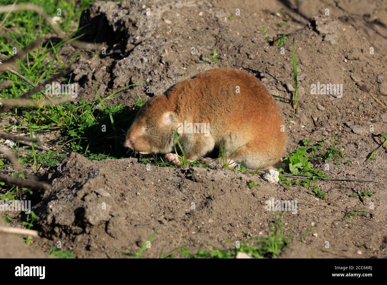 A Cape dune mole rat (Bathyergus suillus) at Intaka Island, Cape Town ...