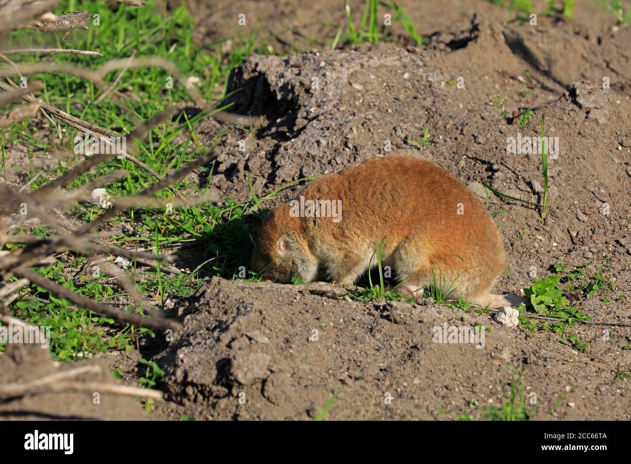 A Cape dune mole rat (Bathyergus suillus) at Intaka Island, Cape Town ...