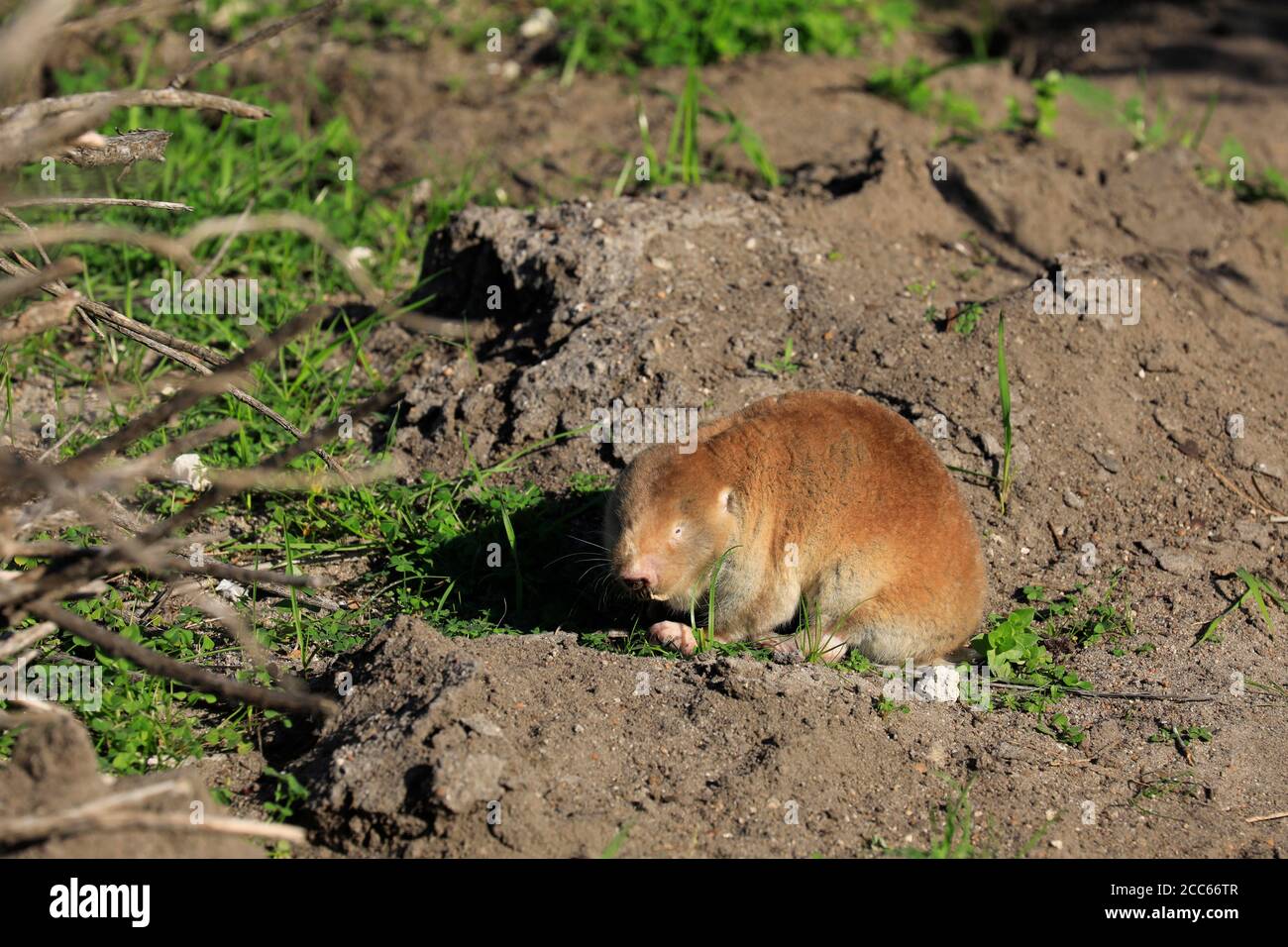 Dune rat hi-res stock photography and images - Alamy