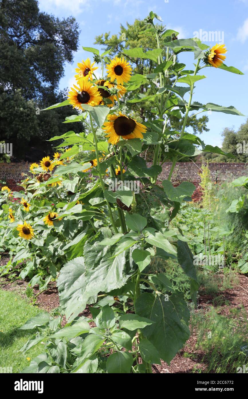 Fulham palace walled garden hi-res stock photography and images - Alamy