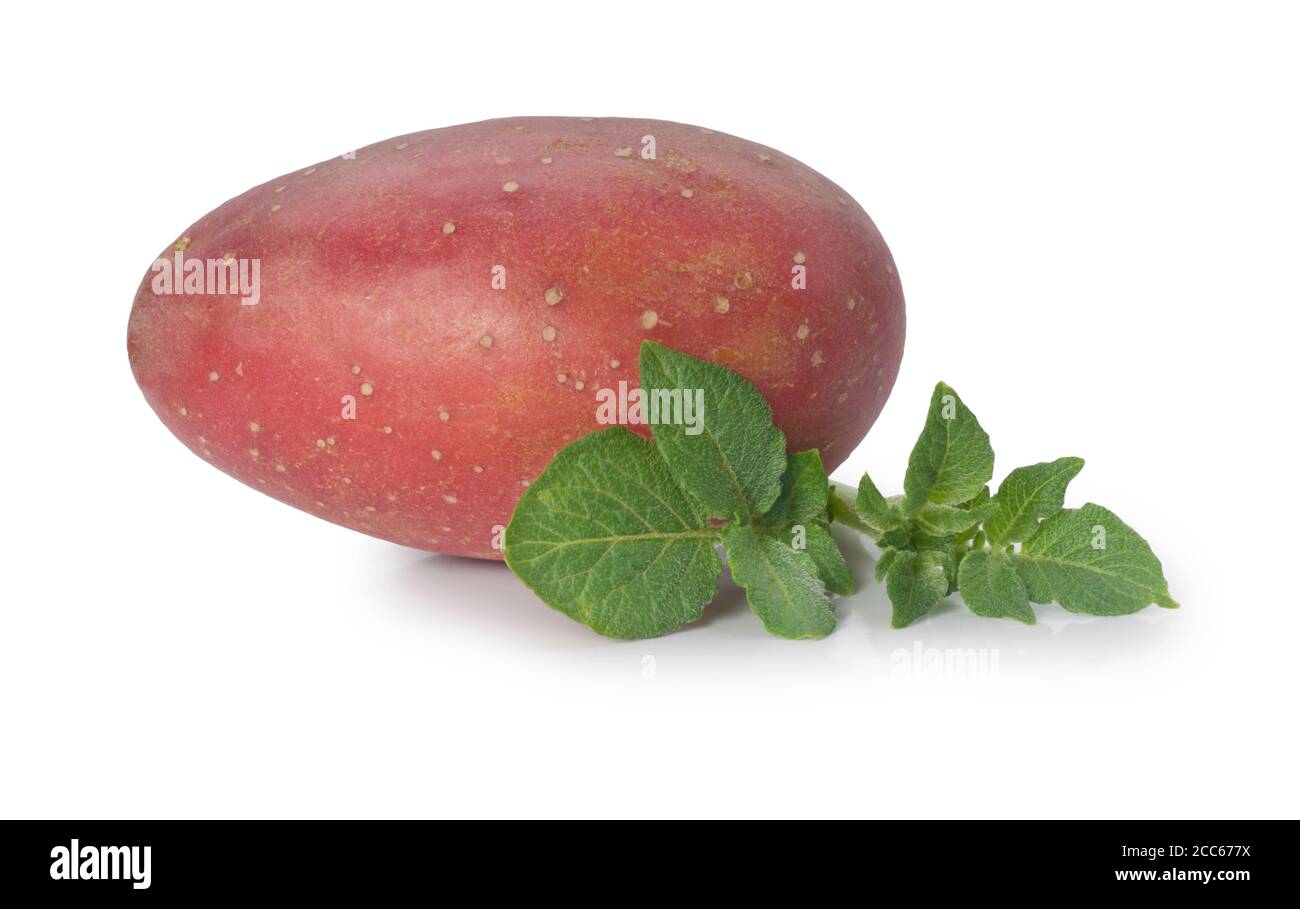 Red and white skinned potatoes hi-res stock photography and images - Alamy
