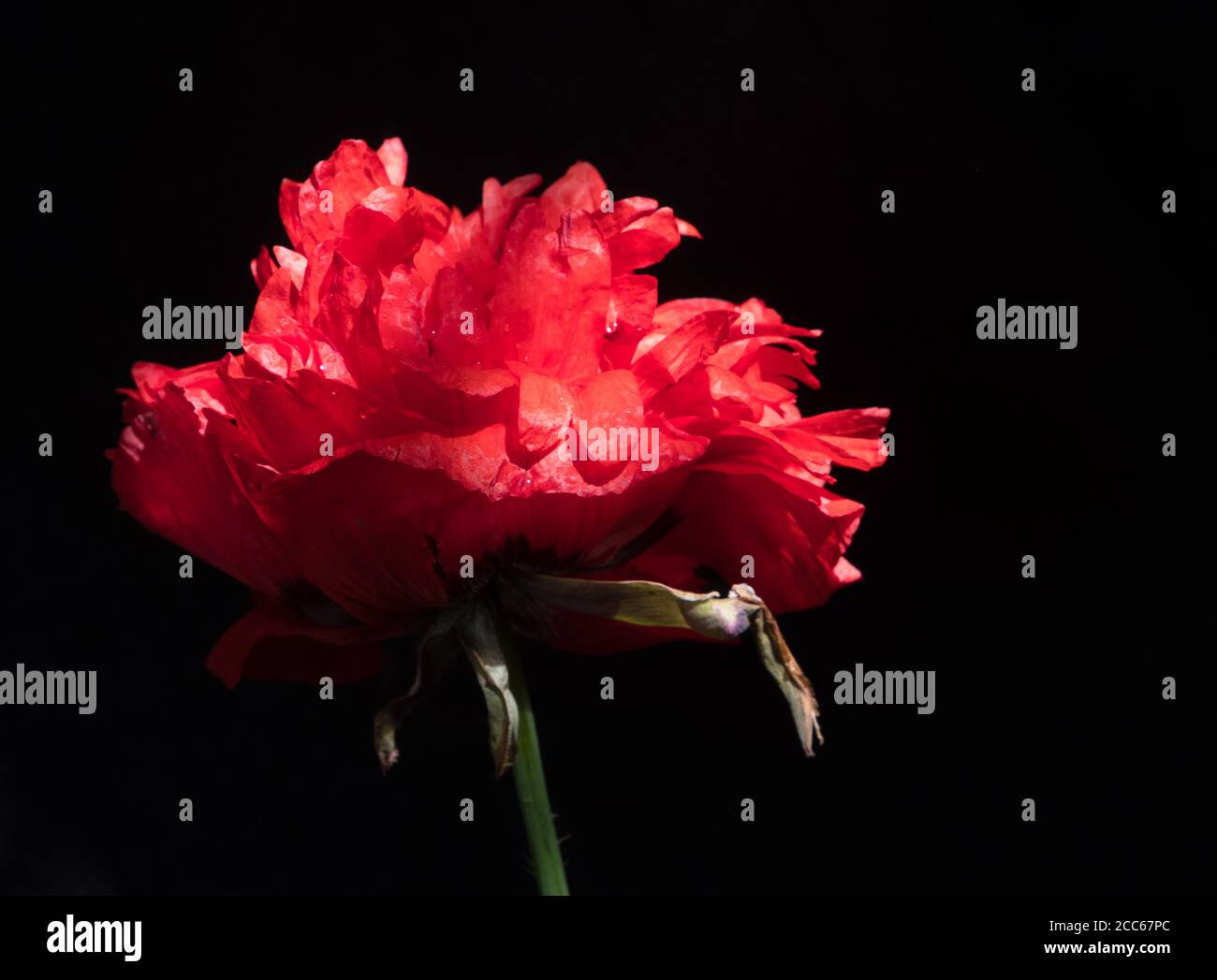 Red Poppy Flower Stock Photo - Alamy