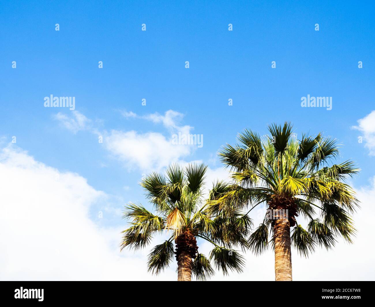 Horizontal palm tree hi-res stock photography and images - Alamy