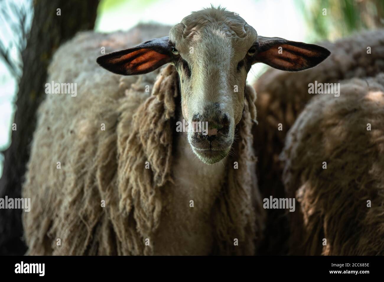 Strange looking adult sheep with dirty wool staring at the camera. En ...
