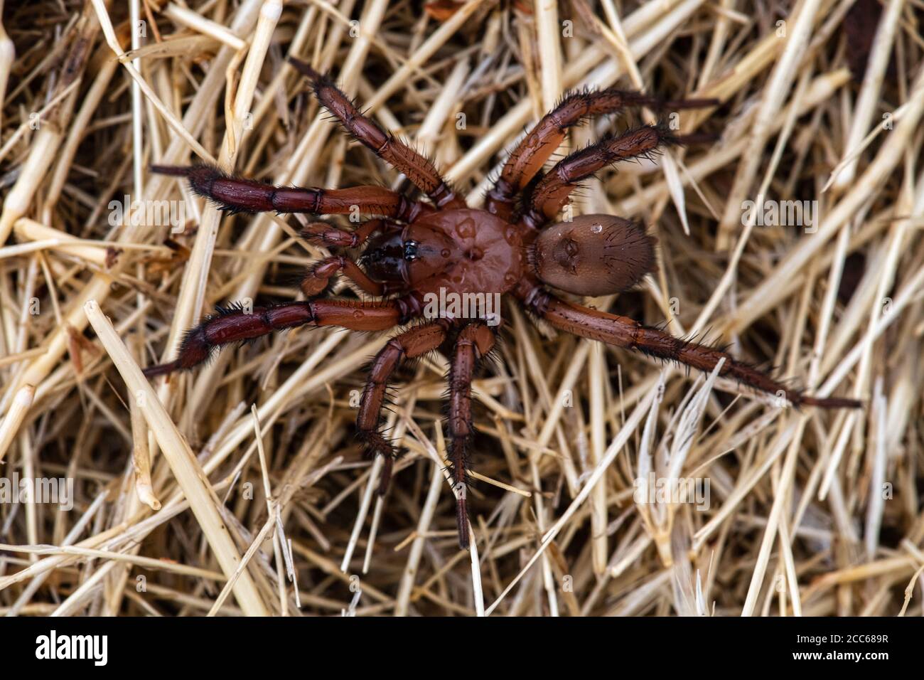 Woodlouse Spider (Dysdera crocata) in Search for Food Stock Photo - Alamy