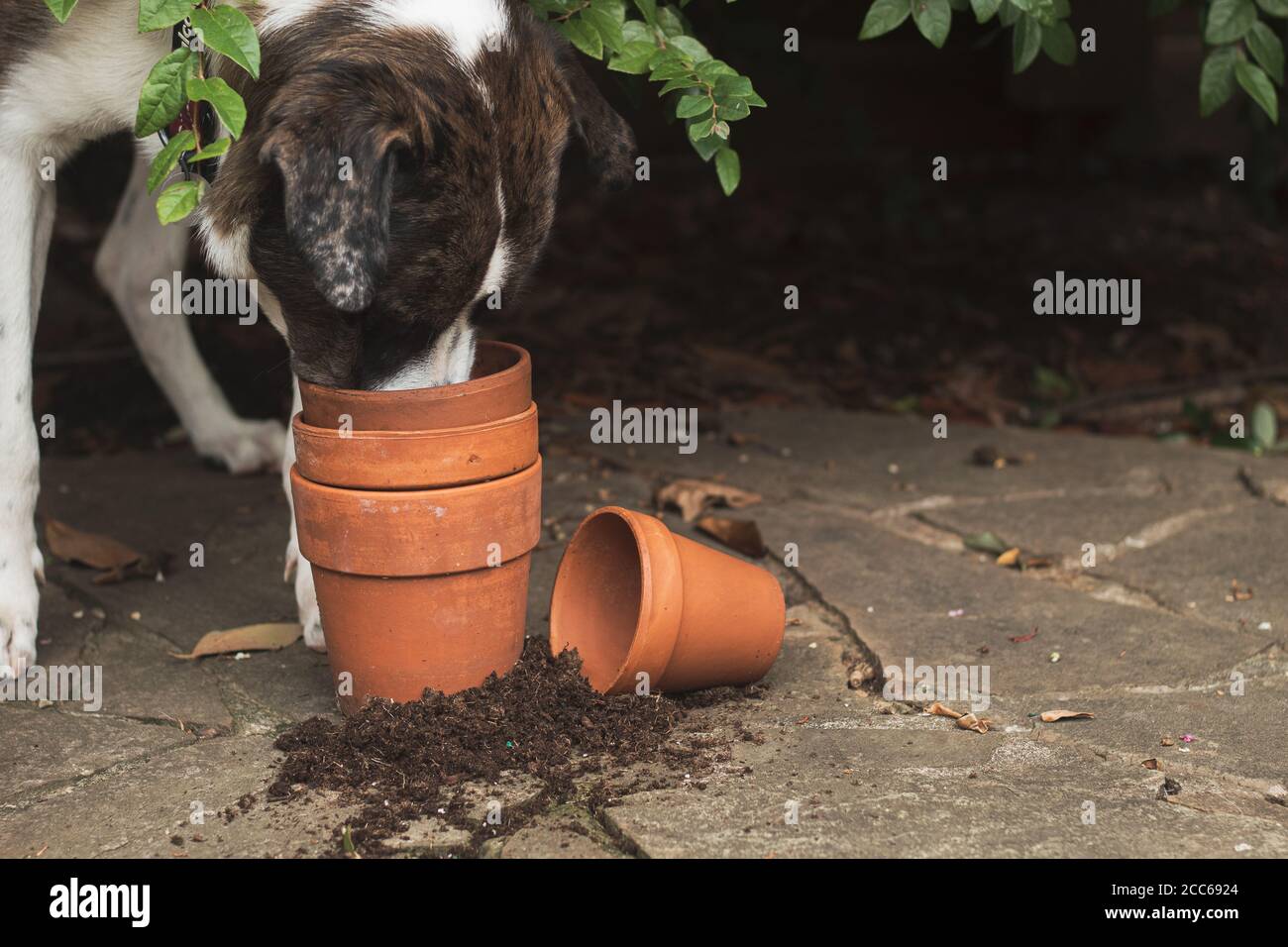 Multi colored dog hi-res stock photography and images - Alamy