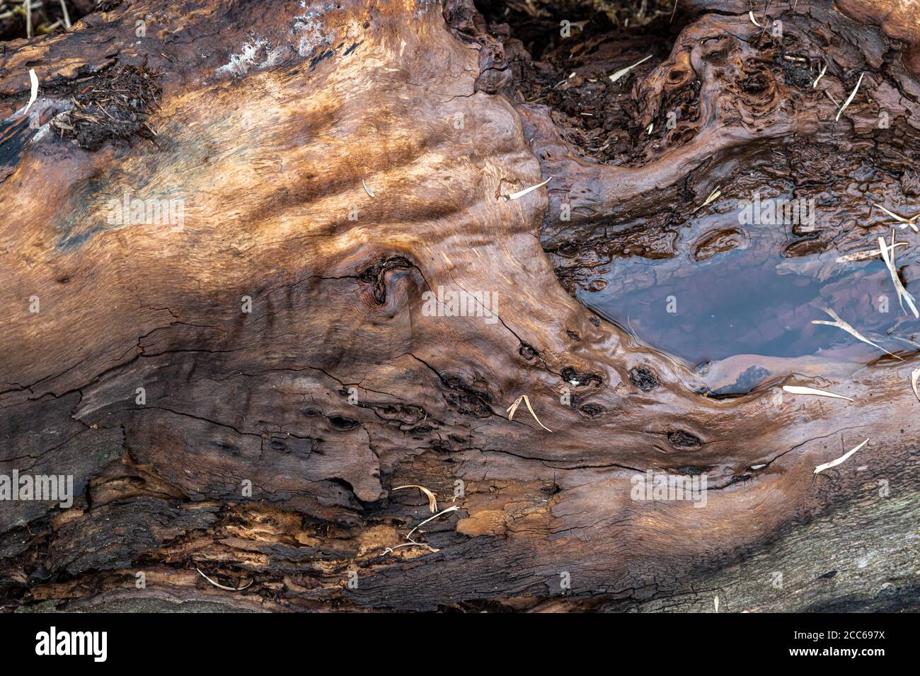 Moist tree hi-res stock photography and images - Alamy