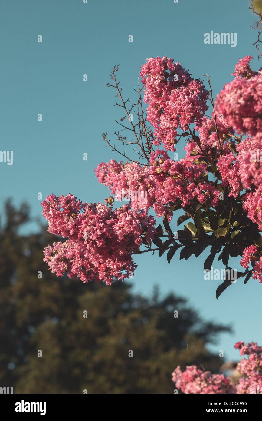 Crepe myrtle tree hi-res stock photography and images - Alamy